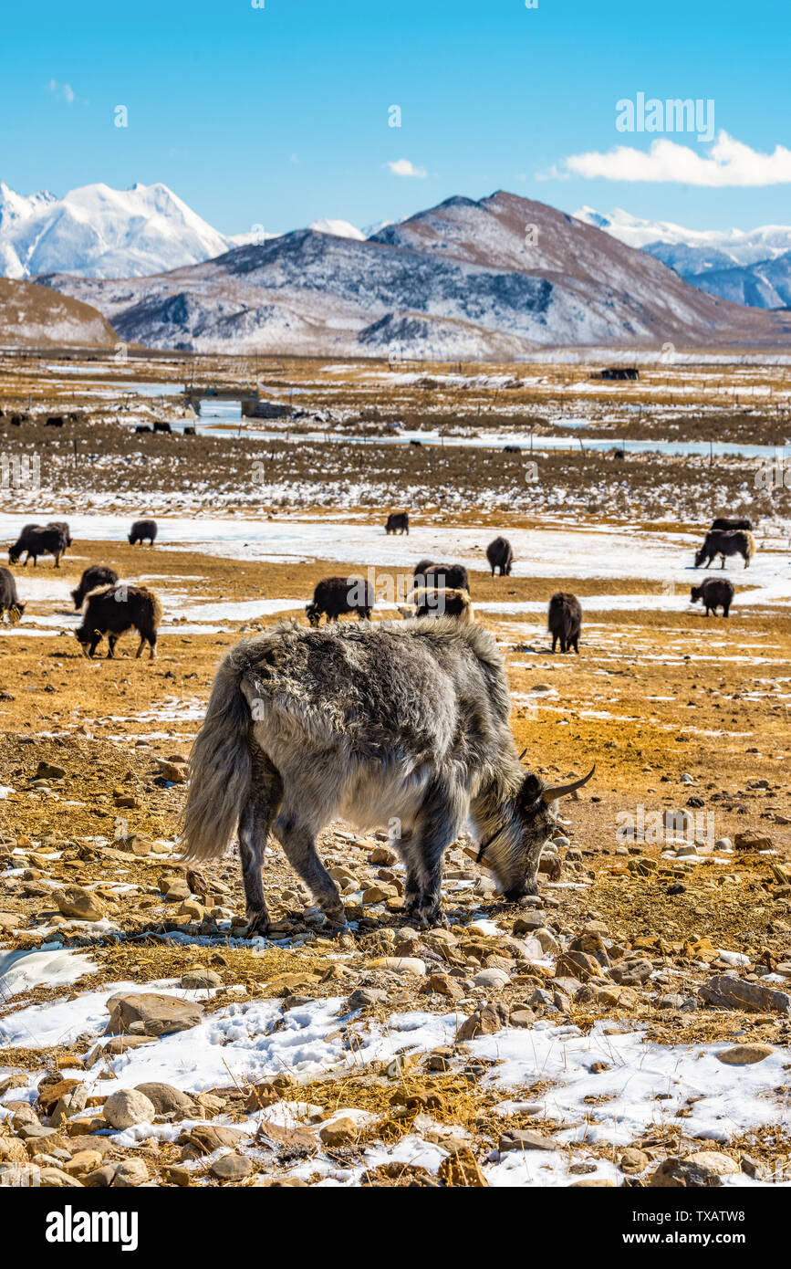 Herding cattle on the Qinghai-Tibet Plateau in winter Stock Photo - Alamy