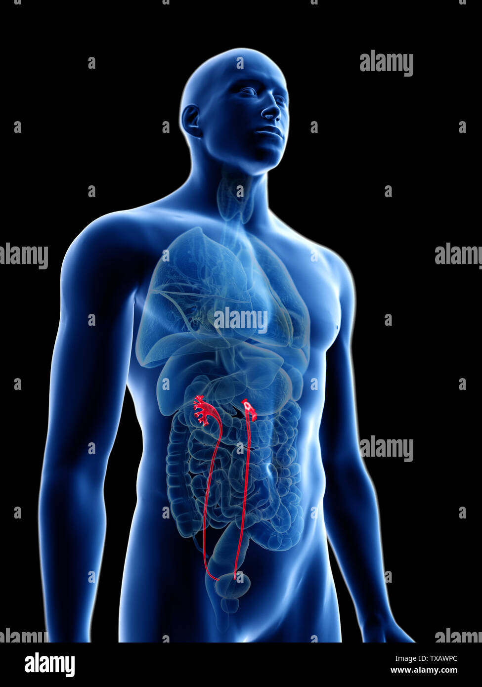 3d rendered medically accurate illustration of a mans ureters Stock ...