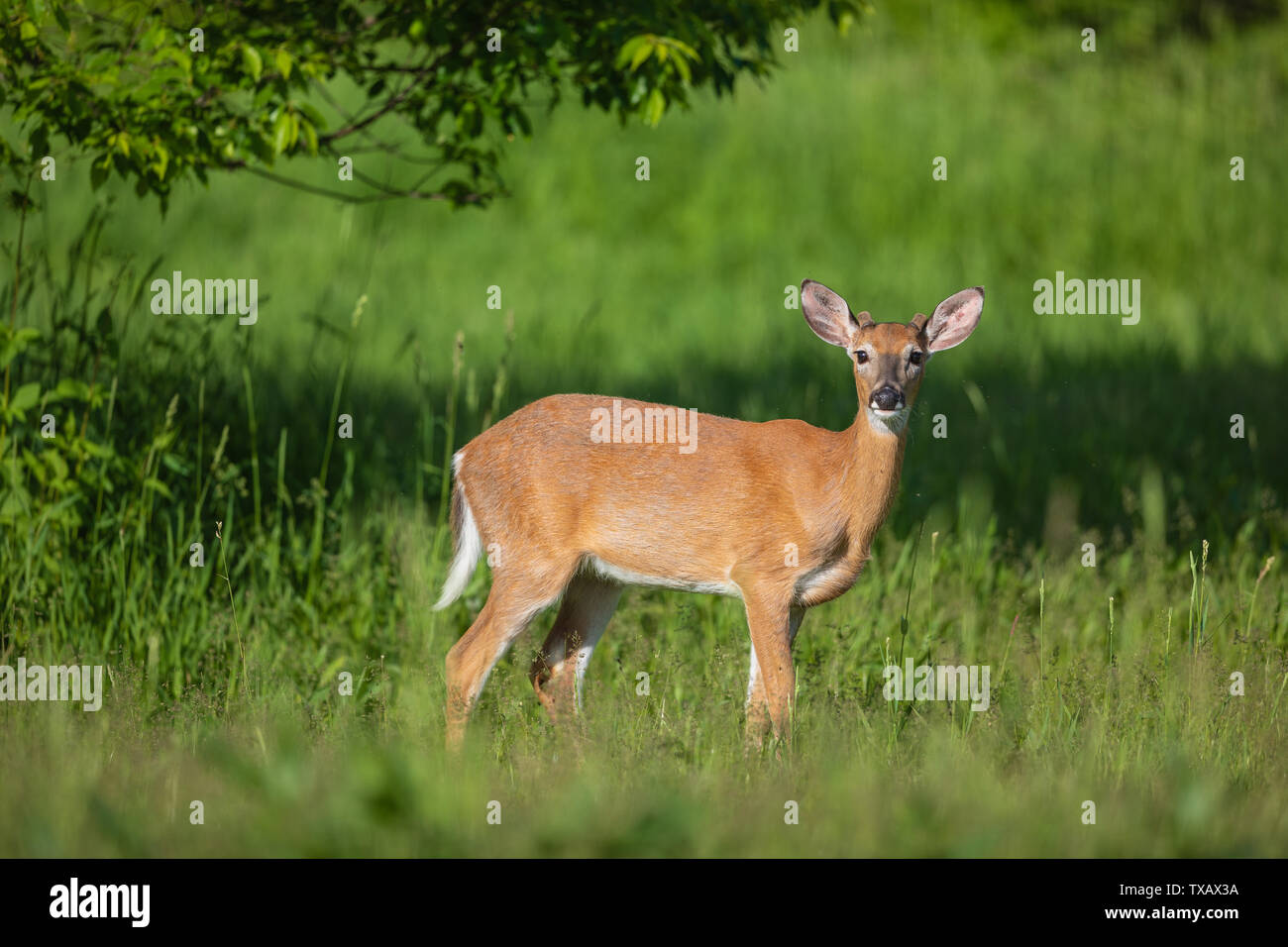 Yearling Buck High Resolution Stock Photography and Images - Alamy