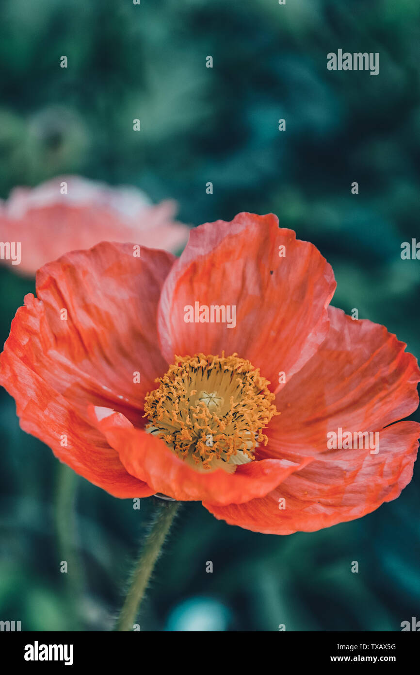 Spring Flower Series Stock Photo - Alamy