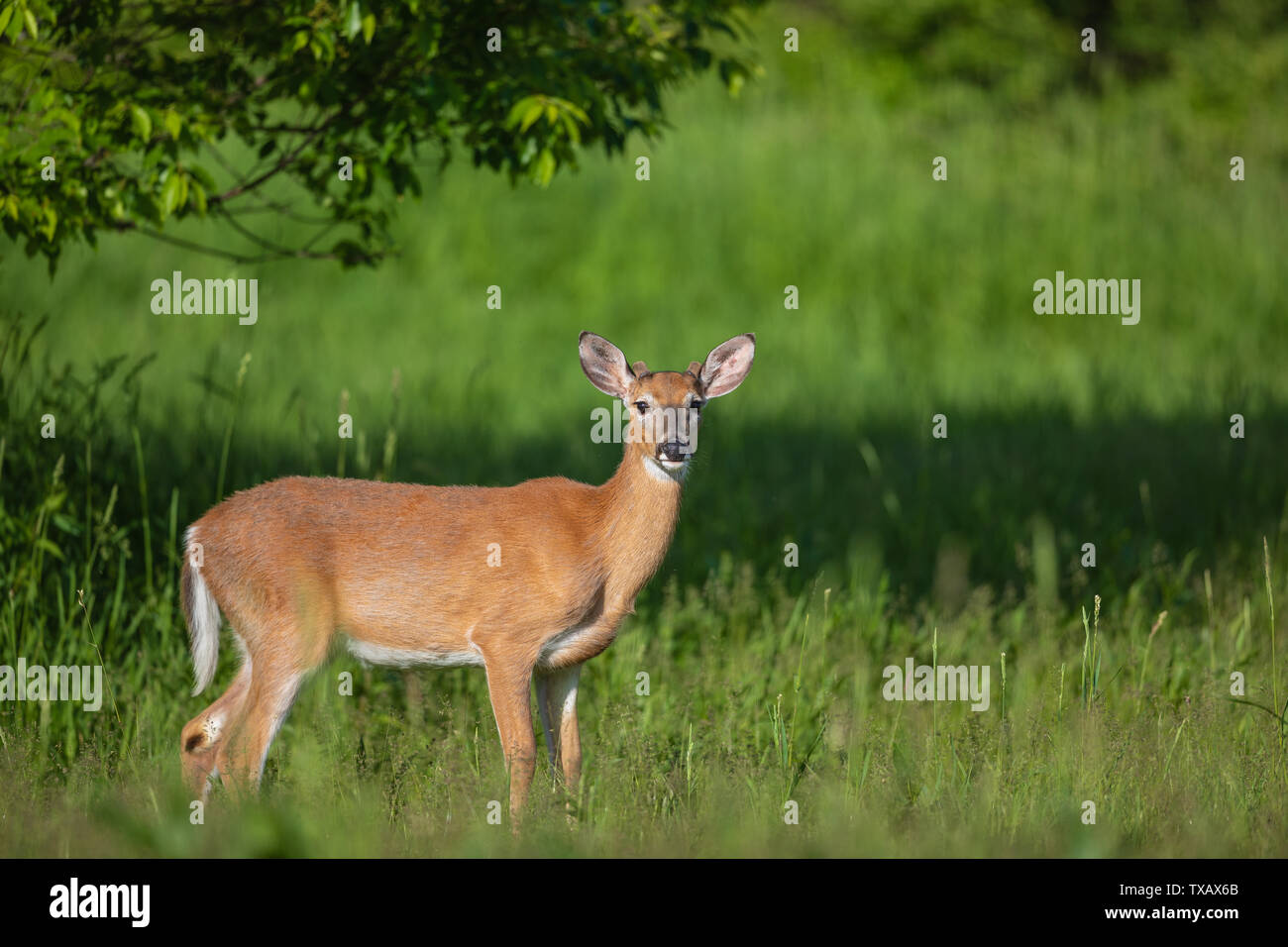 Yearling Buck High Resolution Stock Photography and Images - Alamy