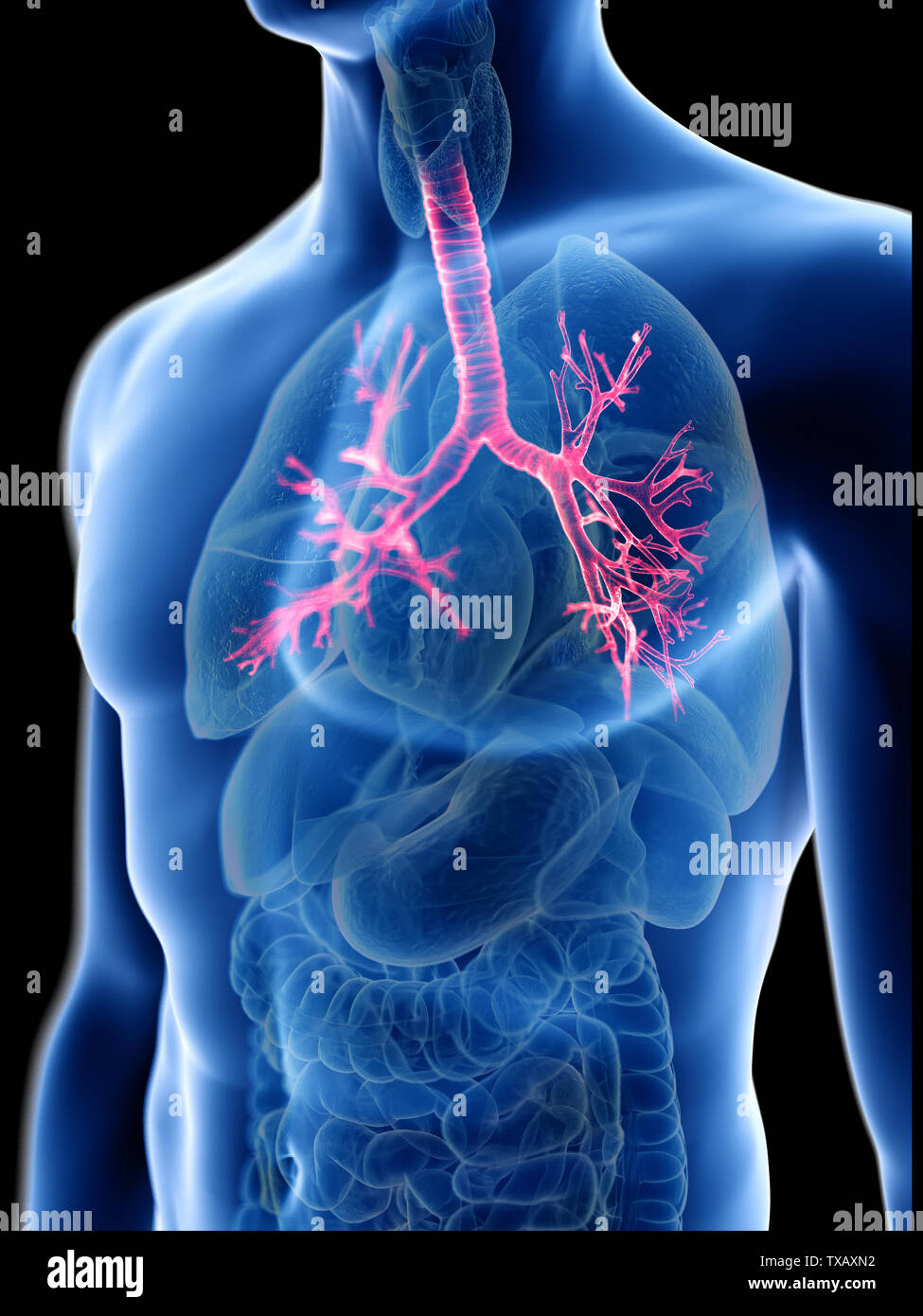 3d rendered medically accurate illustration of a mans bronchi Stock ...