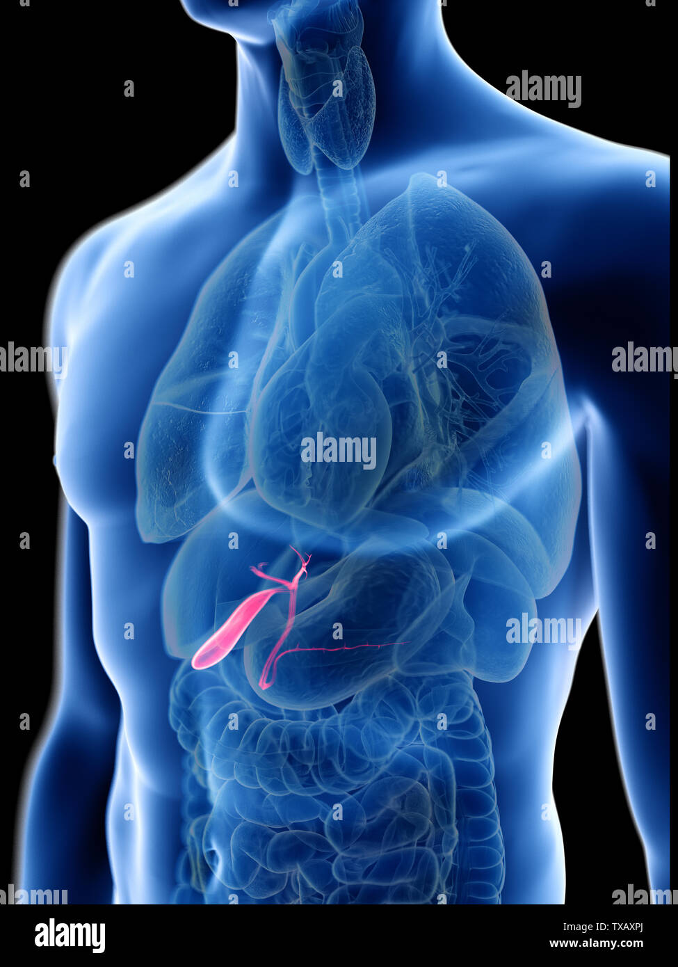 3d rendered medically accurate illustration of a mans gallbladder Stock ...