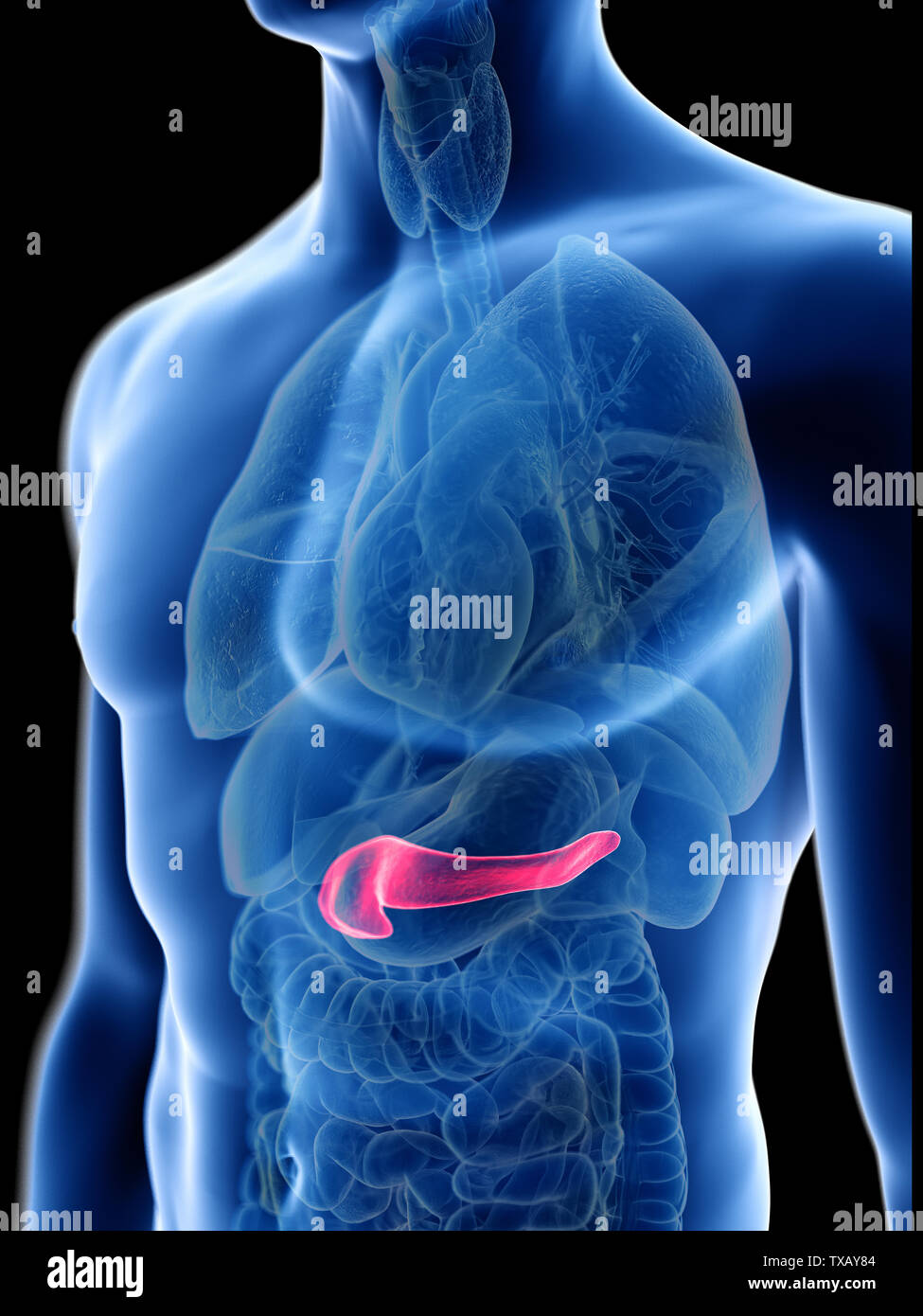 3d rendered medically accurate illustration of a mans pancreas Stock ...