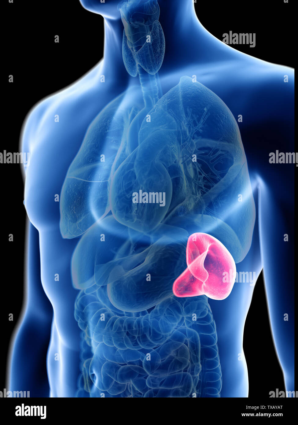 3d rendered medically accurate illustration of a mans spleen Stock ...