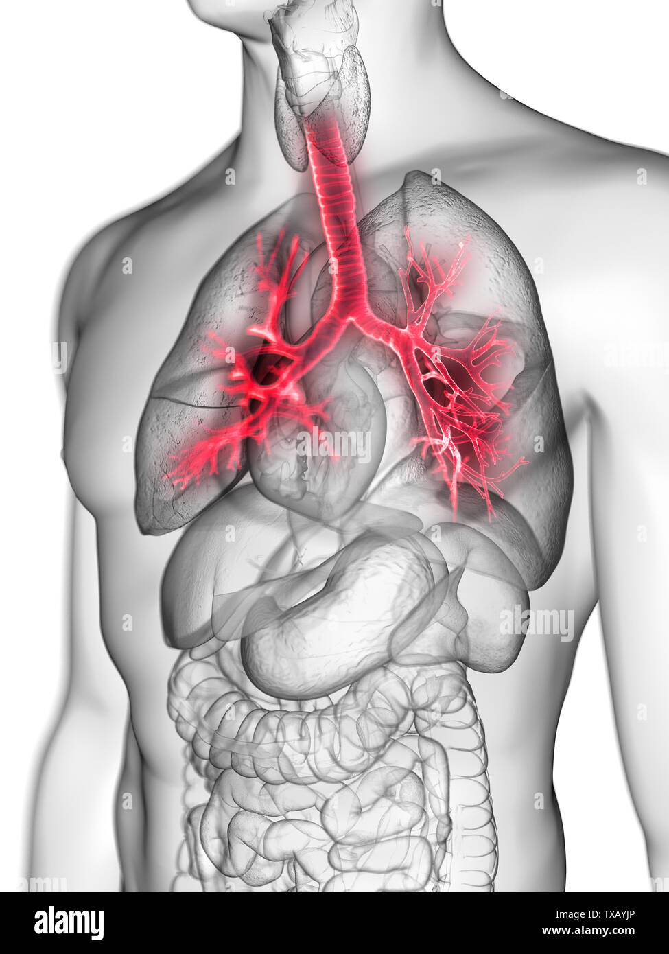 3d rendered medically accurate illustration of a mans bronchi Stock ...