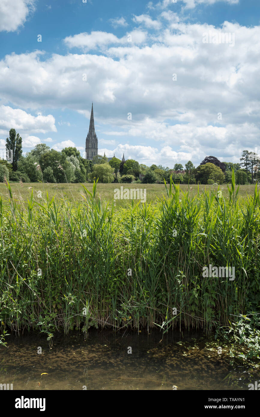 Salisbury Cathedral, View across the River Avon in Summer Stock Photo ...