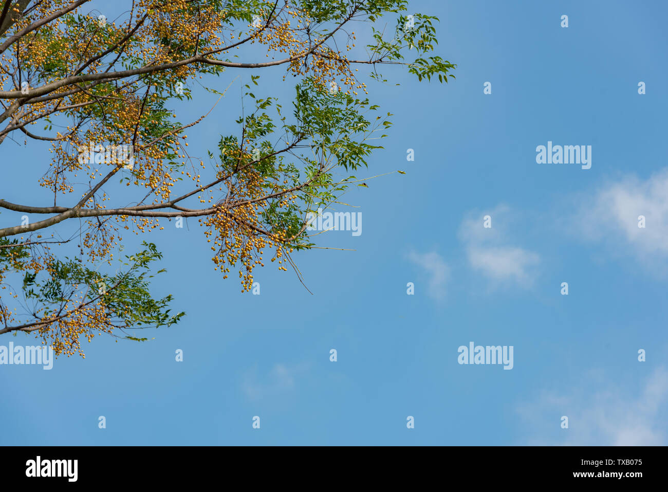 Neem trees hi-res stock photography and images - Alamy