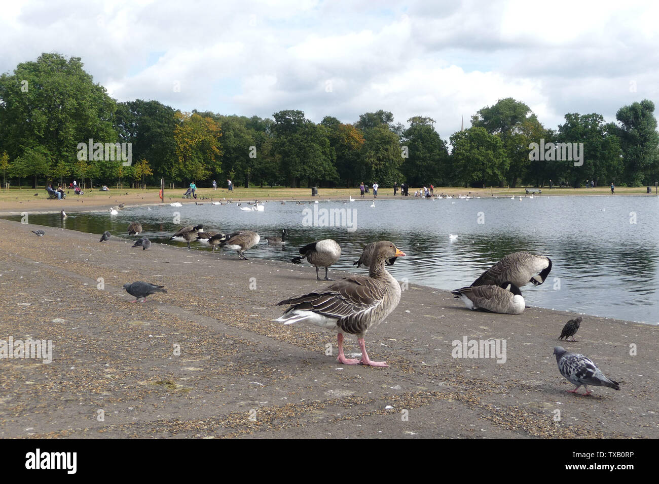 birds of different types european starling crow raven by the river and ...
