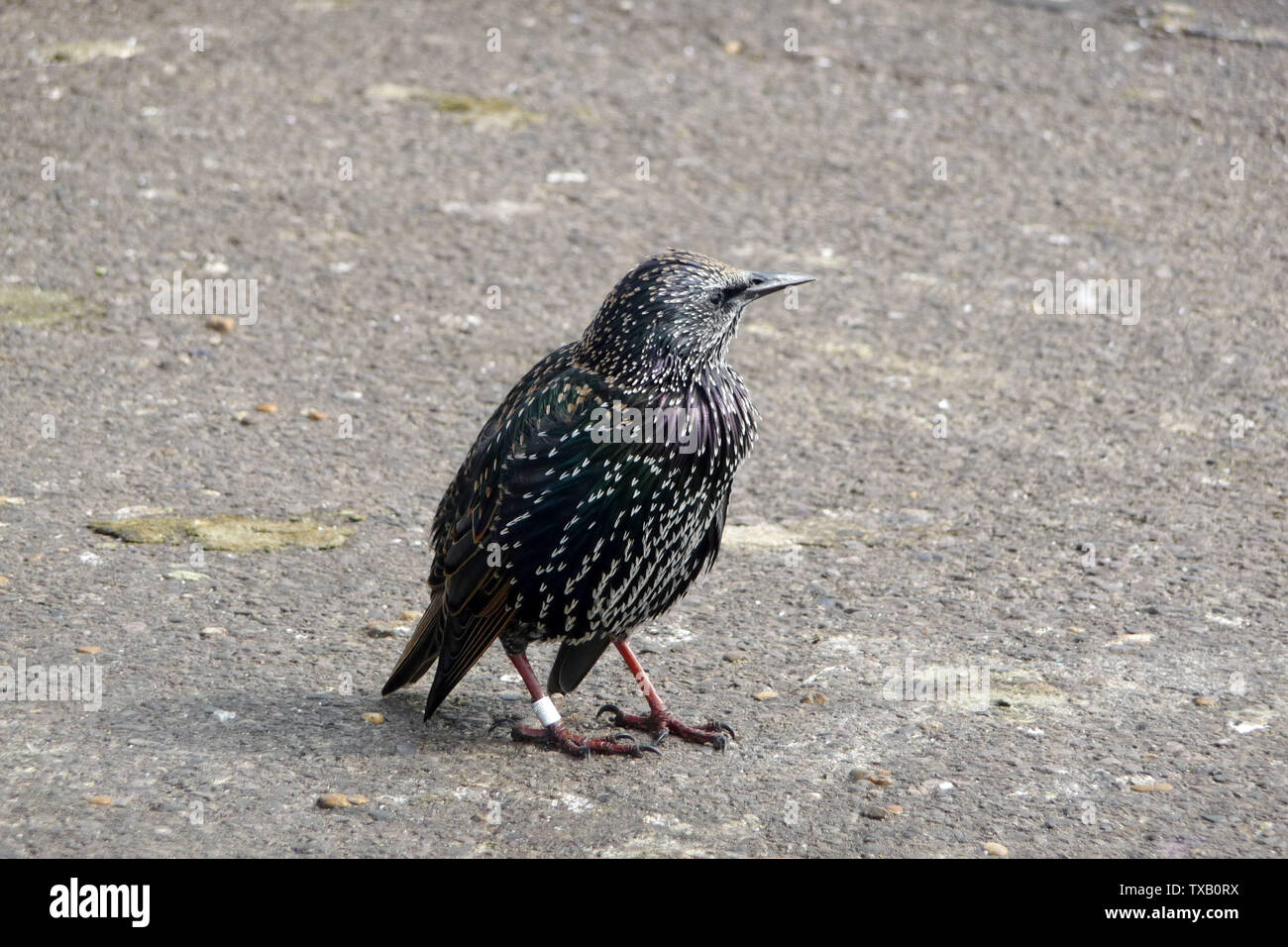 birds of different types european starling crow raven by the river and ...