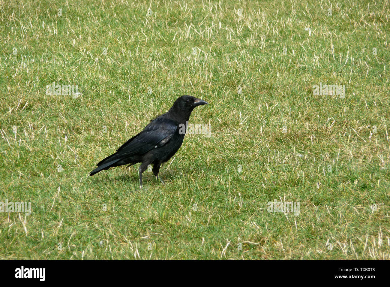 birds of different types european starling crow raven by the river and ...