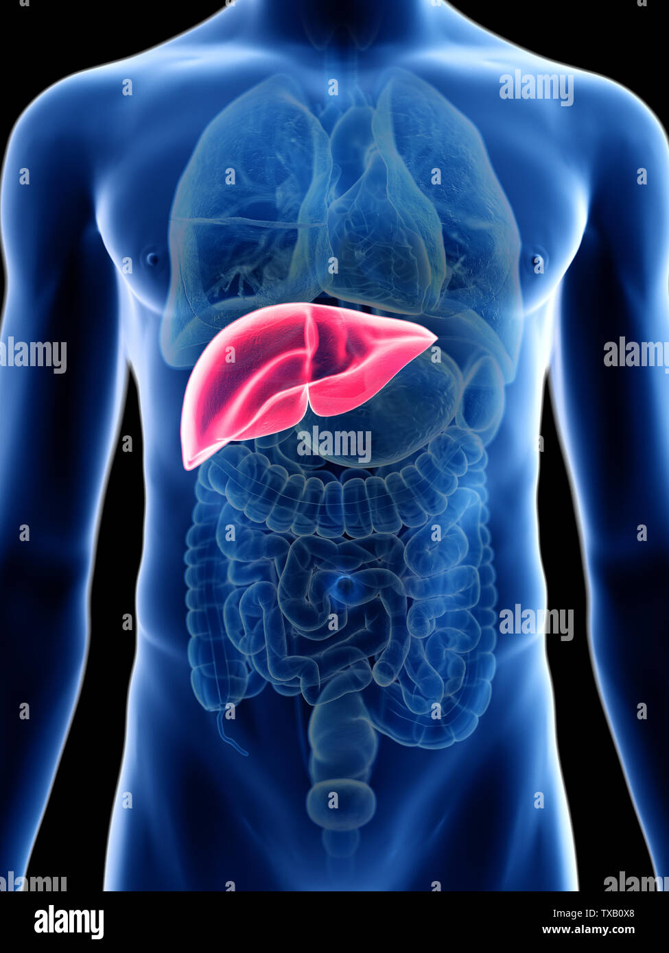 3d rendered medically accurate illustration of a mans liver Stock Photo ...