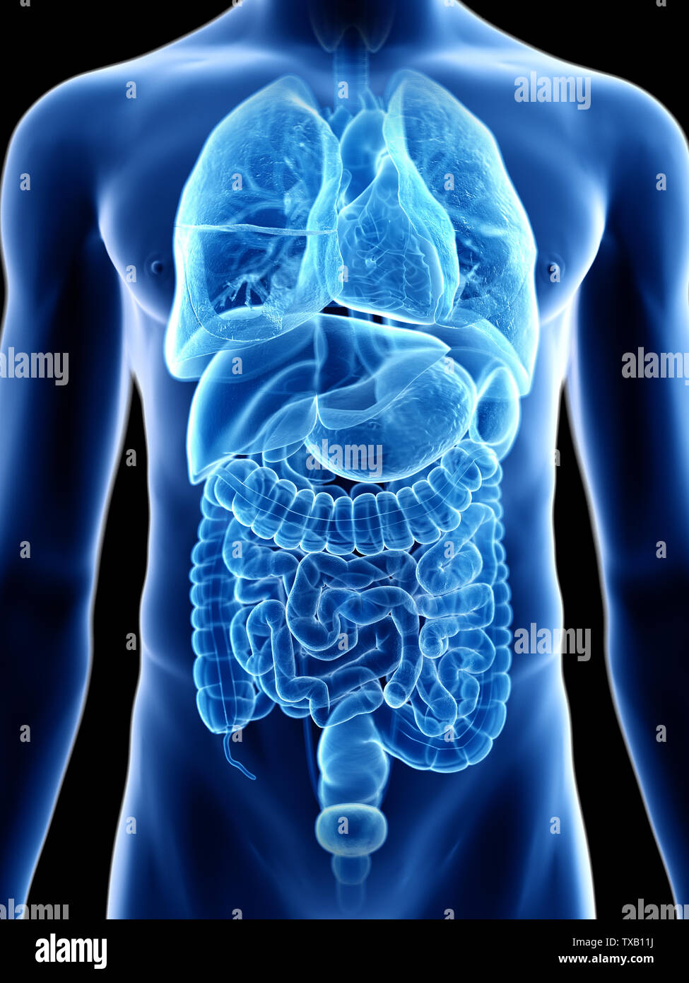 3d rendered medically accurate illustration of a mans internal organs ...