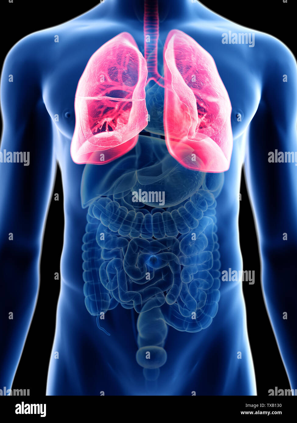 3d rendered medically accurate illustration of a mans lung Stock Photo ...