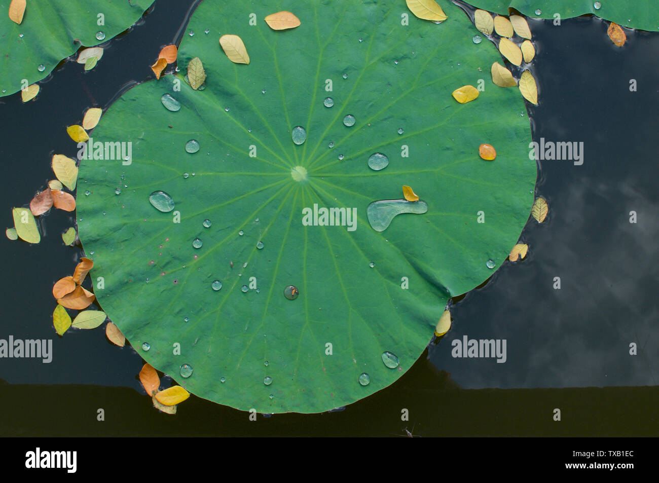 Lotus leaves pond hi-res stock photography and images - Alamy