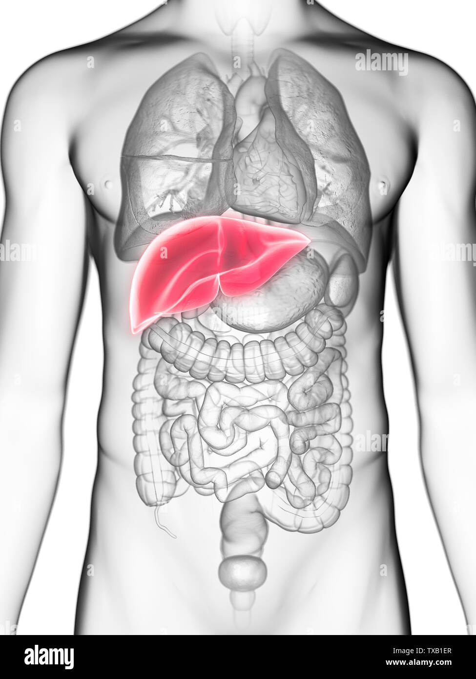 3d rendered medically accurate illustration of a mans liver Stock Photo ...