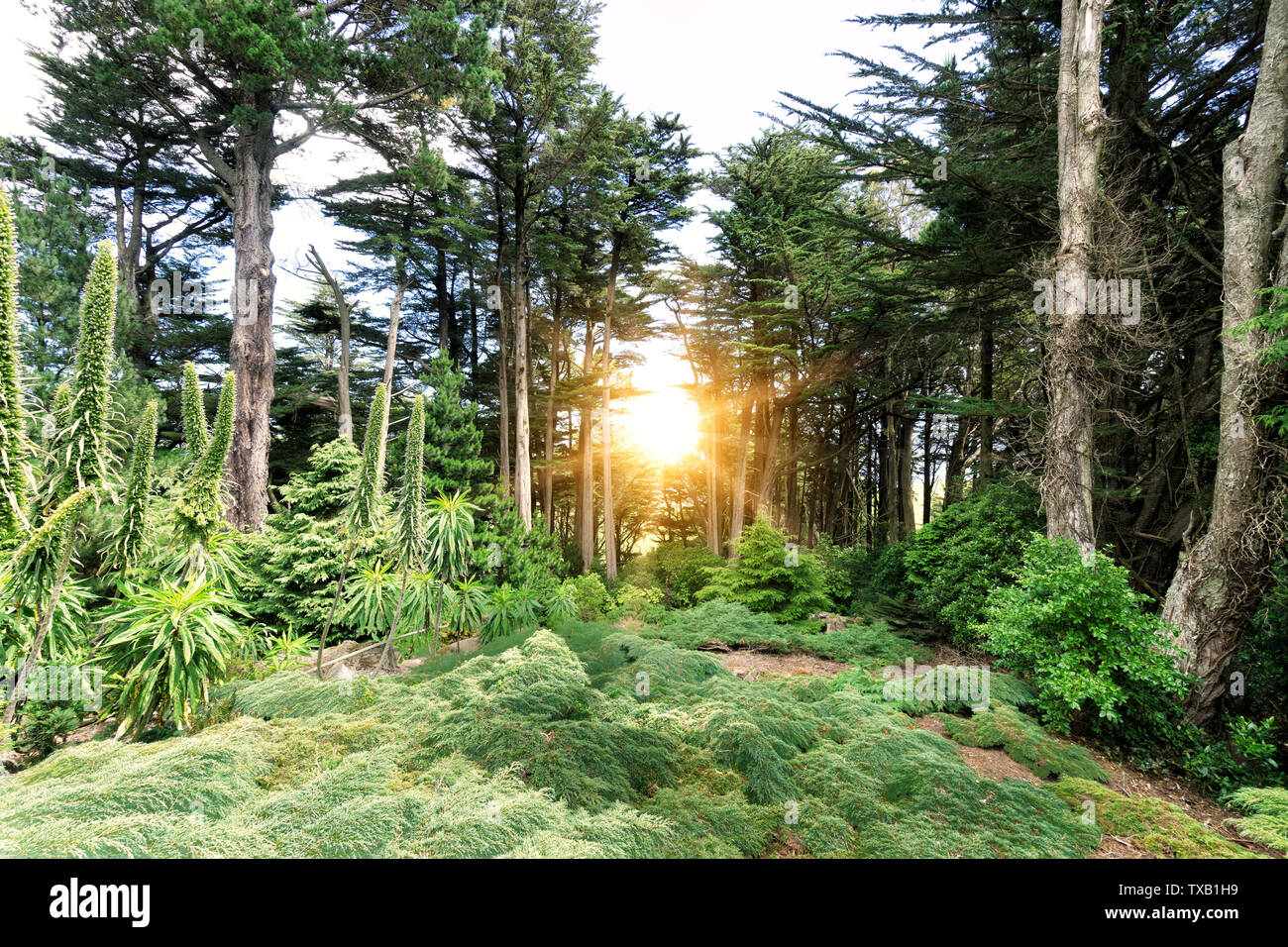 Beautiful forest in park Stock Photo - Alamy