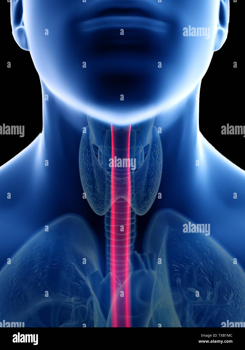 3d rendered medically accurate illustration of a mans esophagus Stock ...