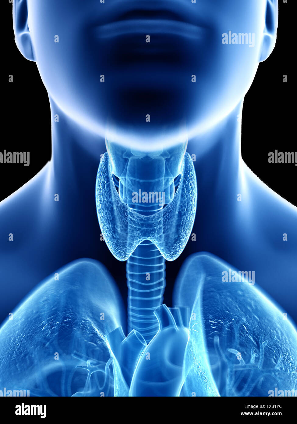 3d rendered medically accurate illustration of a mans throat anatomy ...