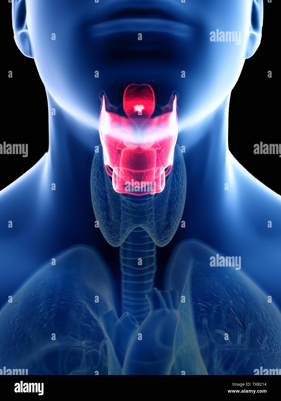 3d rendered medically accurate illustration of a mans larynx Stock ...