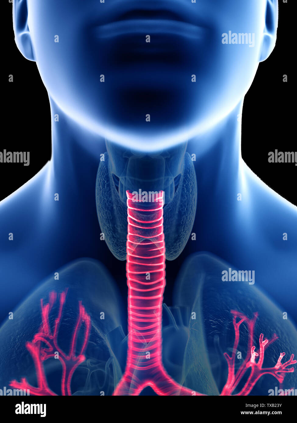 3d rendered medically accurate illustration of a mans trachea Stock ...