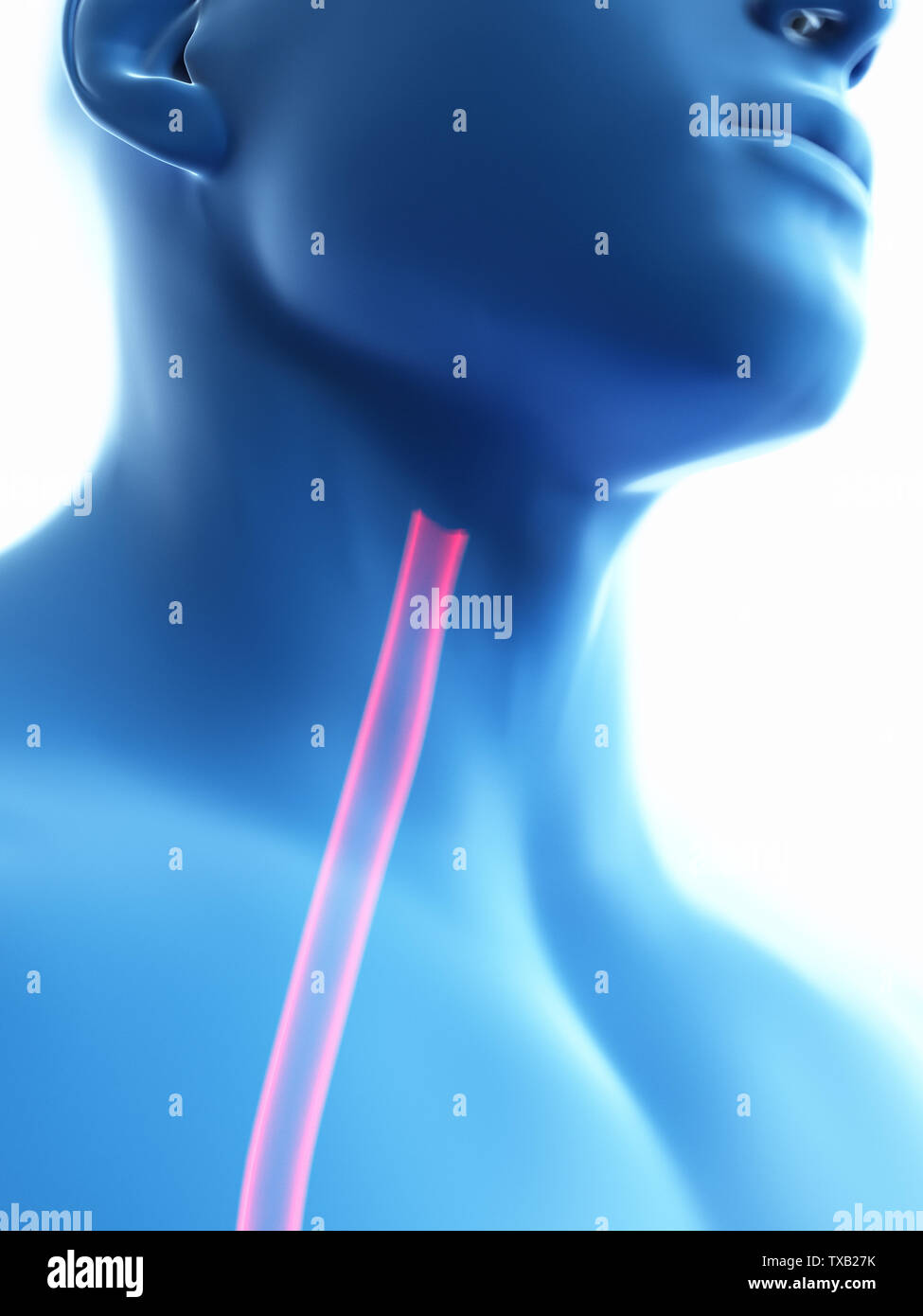 3d rendered medically accurate illustration of a mans esophagus Stock ...
