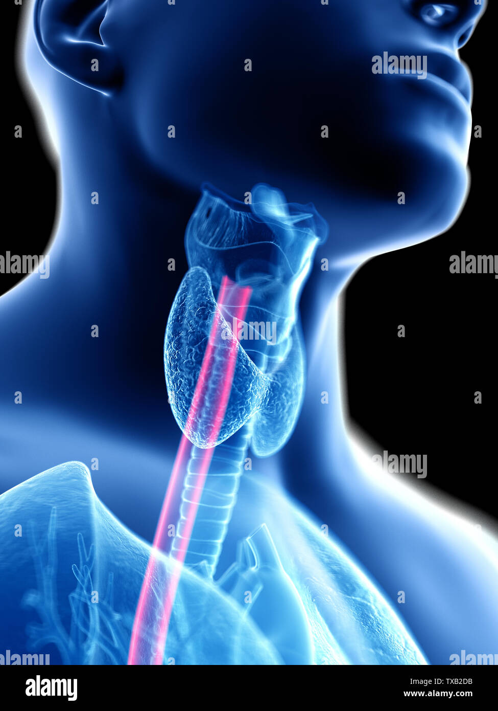 3d rendered medically accurate illustration of a mans esophagus Stock ...