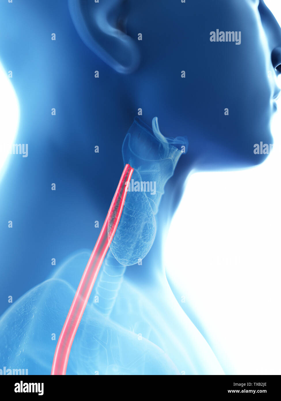 3d rendered medically accurate illustration of a mans esophagus Stock ...