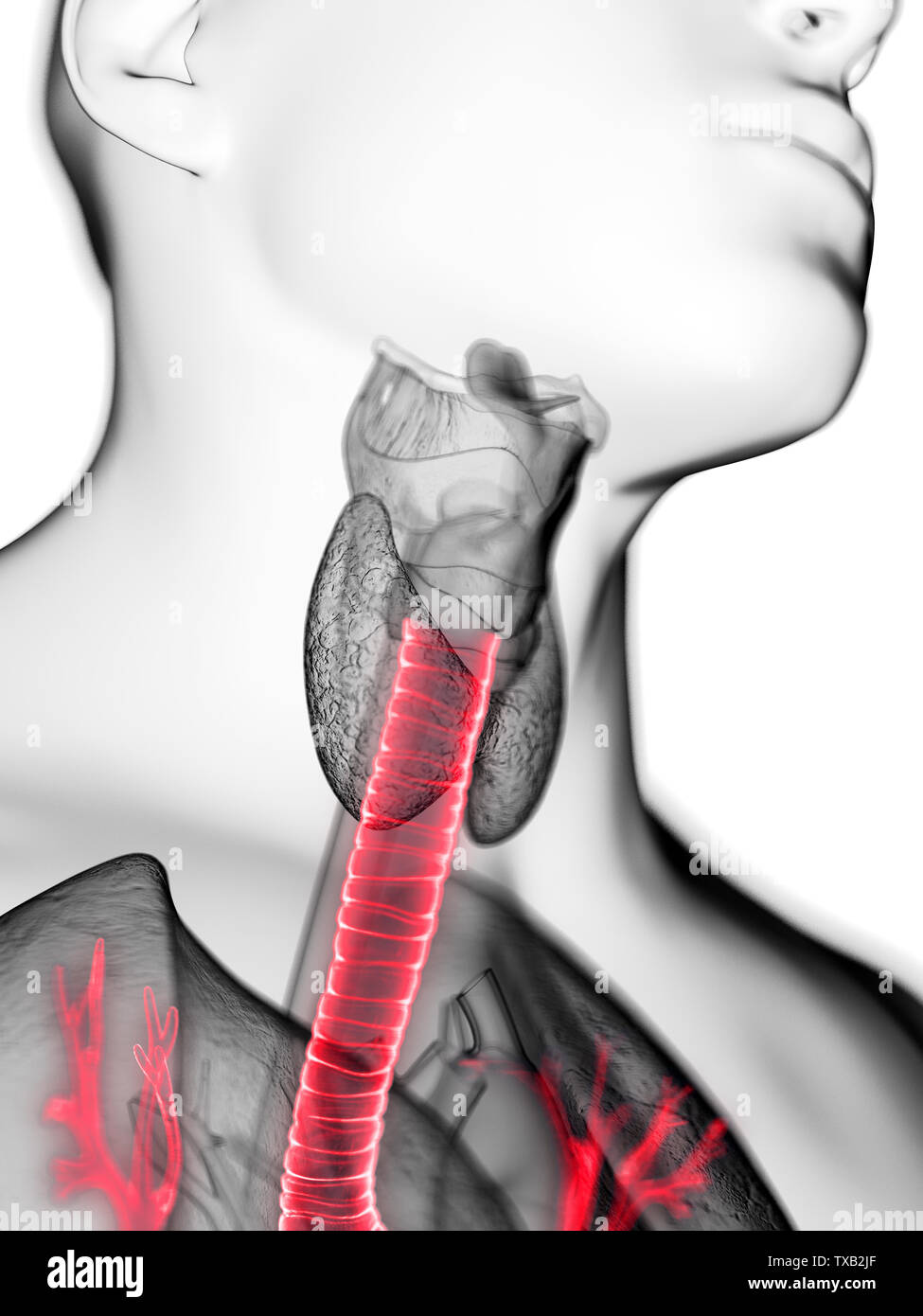 3d rendered medically accurate illustration of a mans trachea Stock ...
