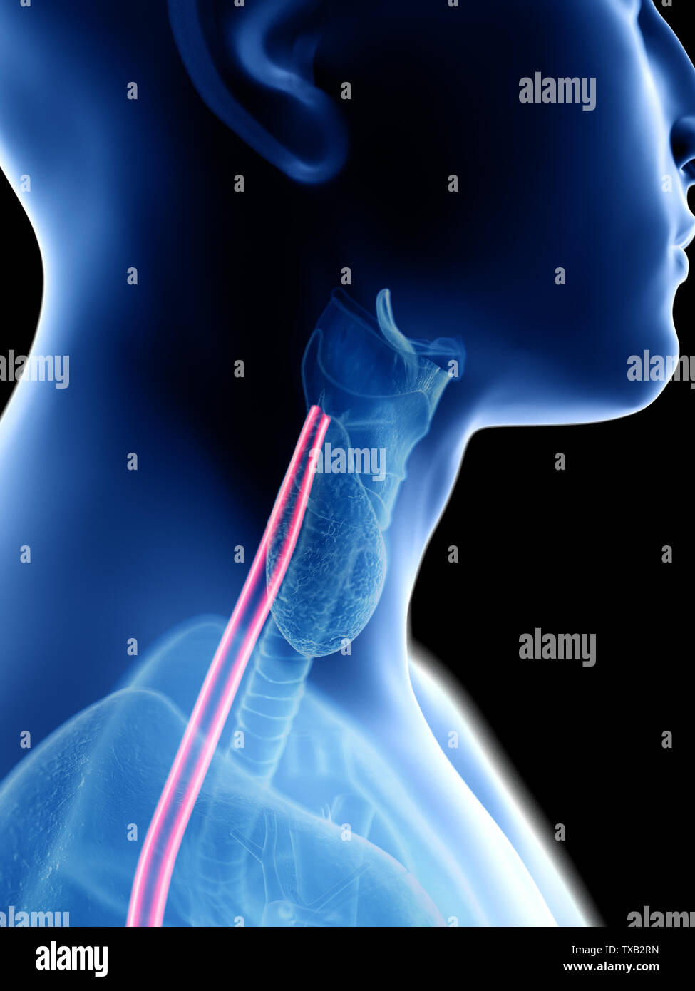 3d rendered medically accurate illustration of a mans esophagus Stock ...
