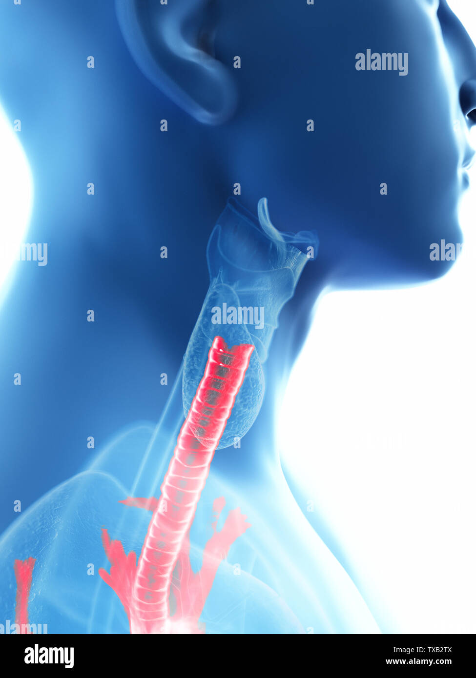 3d rendered medically accurate illustration of a mans trachea Stock ...