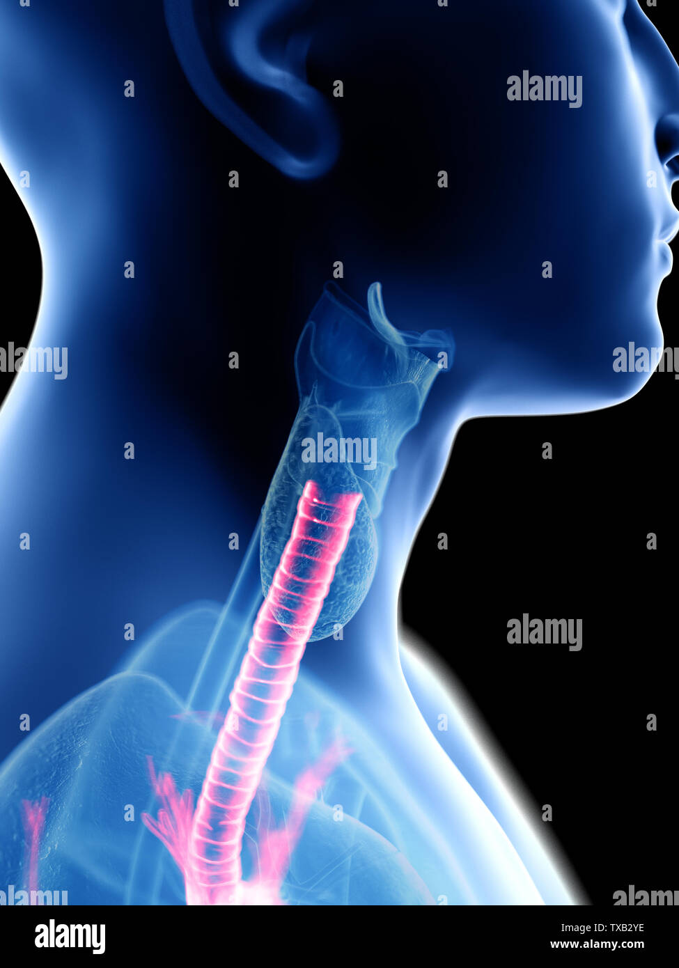 3d rendered medically accurate illustration of a mans trachea Stock ...