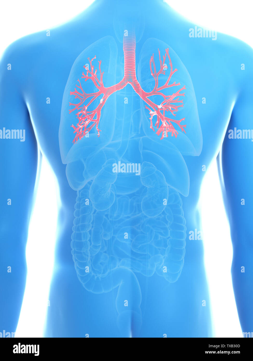 3d rendered medically accurate illustration of a mans bronchi Stock ...