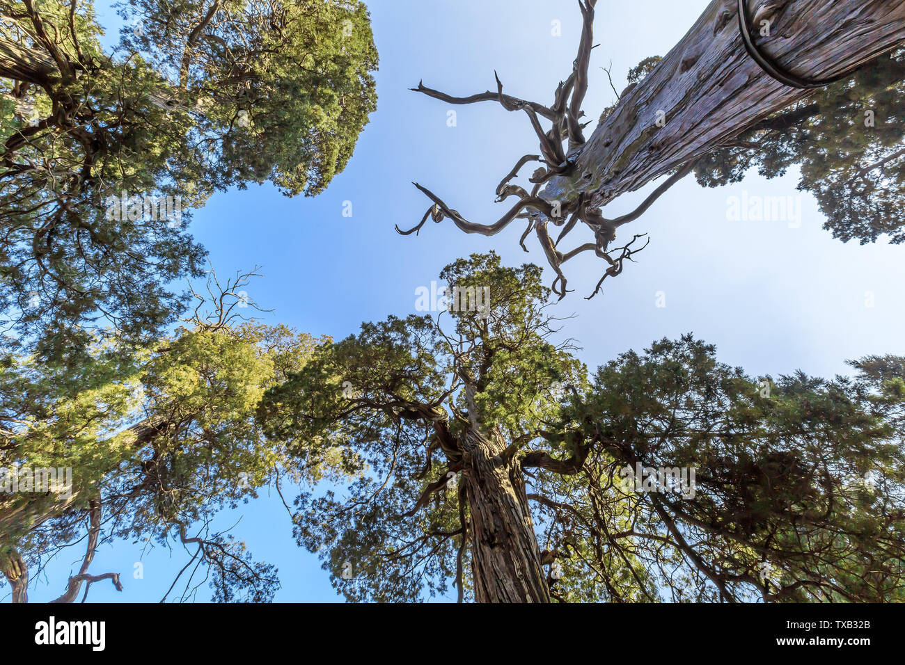 Ancient trees in the Confucius Temple in Qufu, Shandong Province Stock ...