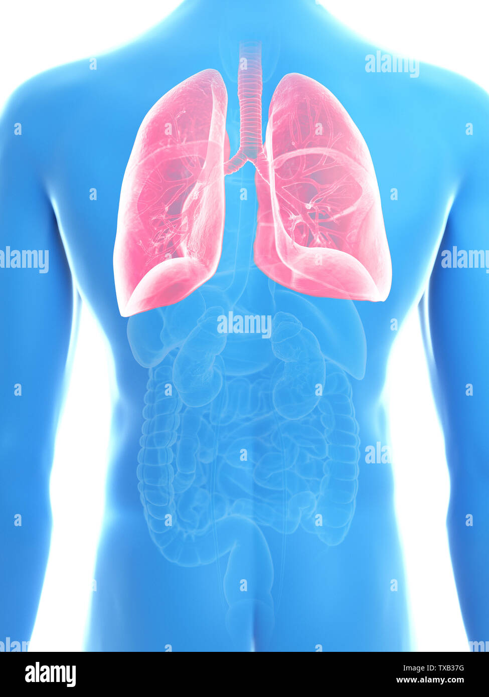 3d rendered medically accurate illustration of a mans lung Stock Photo ...