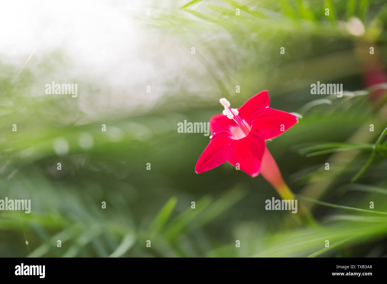 Small red flowers in summer Stock Photo - Alamy