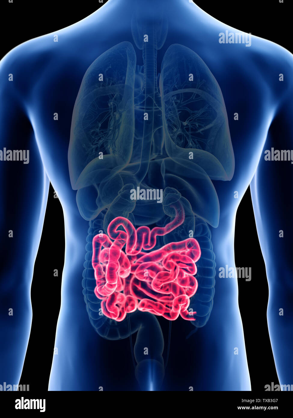 Human Small Intestine Anatomy