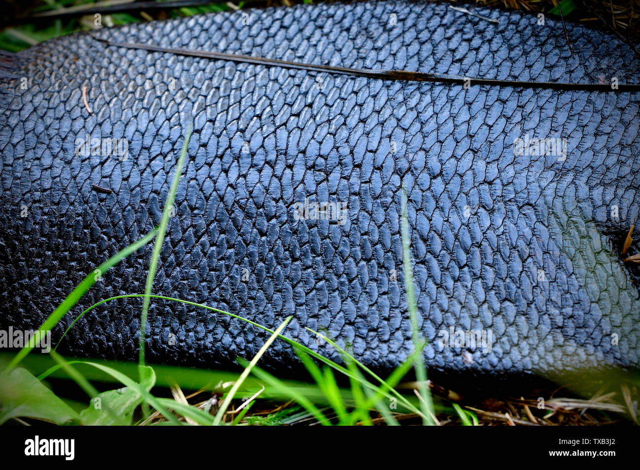 Rubbery skin hi-res stock photography and images - Alamy