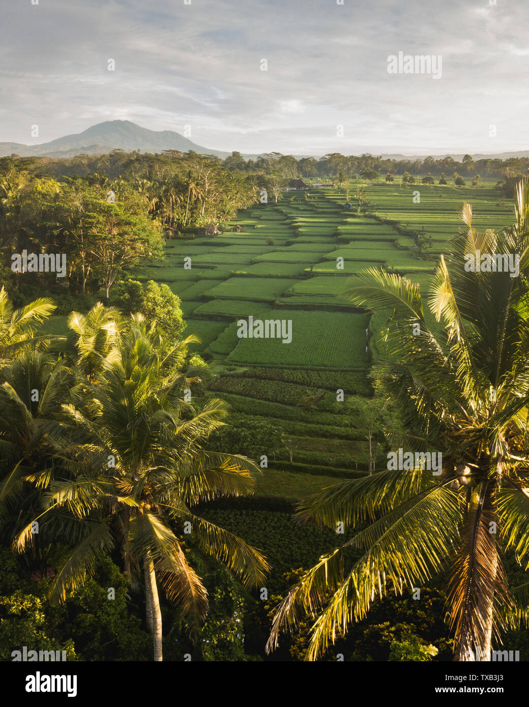 Bali rice terraces and palms view with mountains on background. Aerial ...