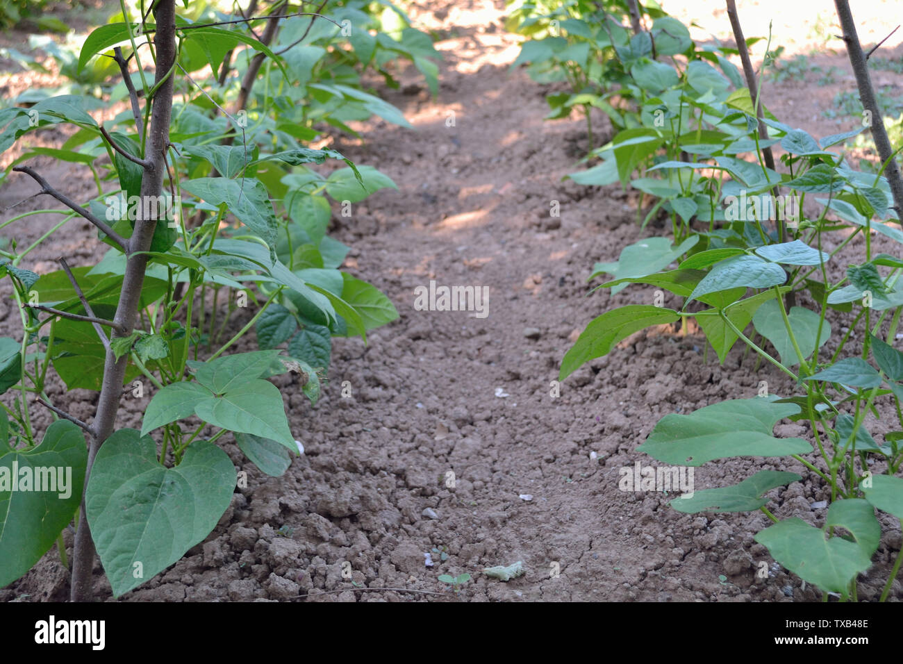 Young common bean plants, Phaseolus vulgaris Stock Photo - Alamy