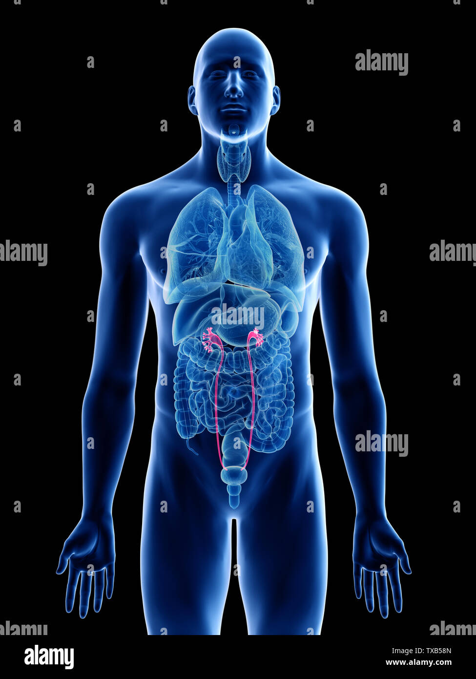 3d rendered medically accurate illustration of a mans ureters Stock ...