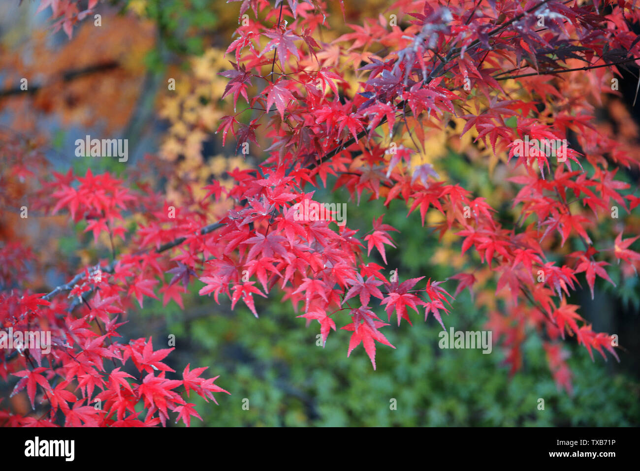 Mount Fuji, Osaka, Tokyo, Japan Stock Photo - Alamy