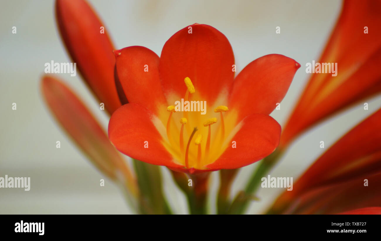 Micro flowers close-up Stock Photo - Alamy