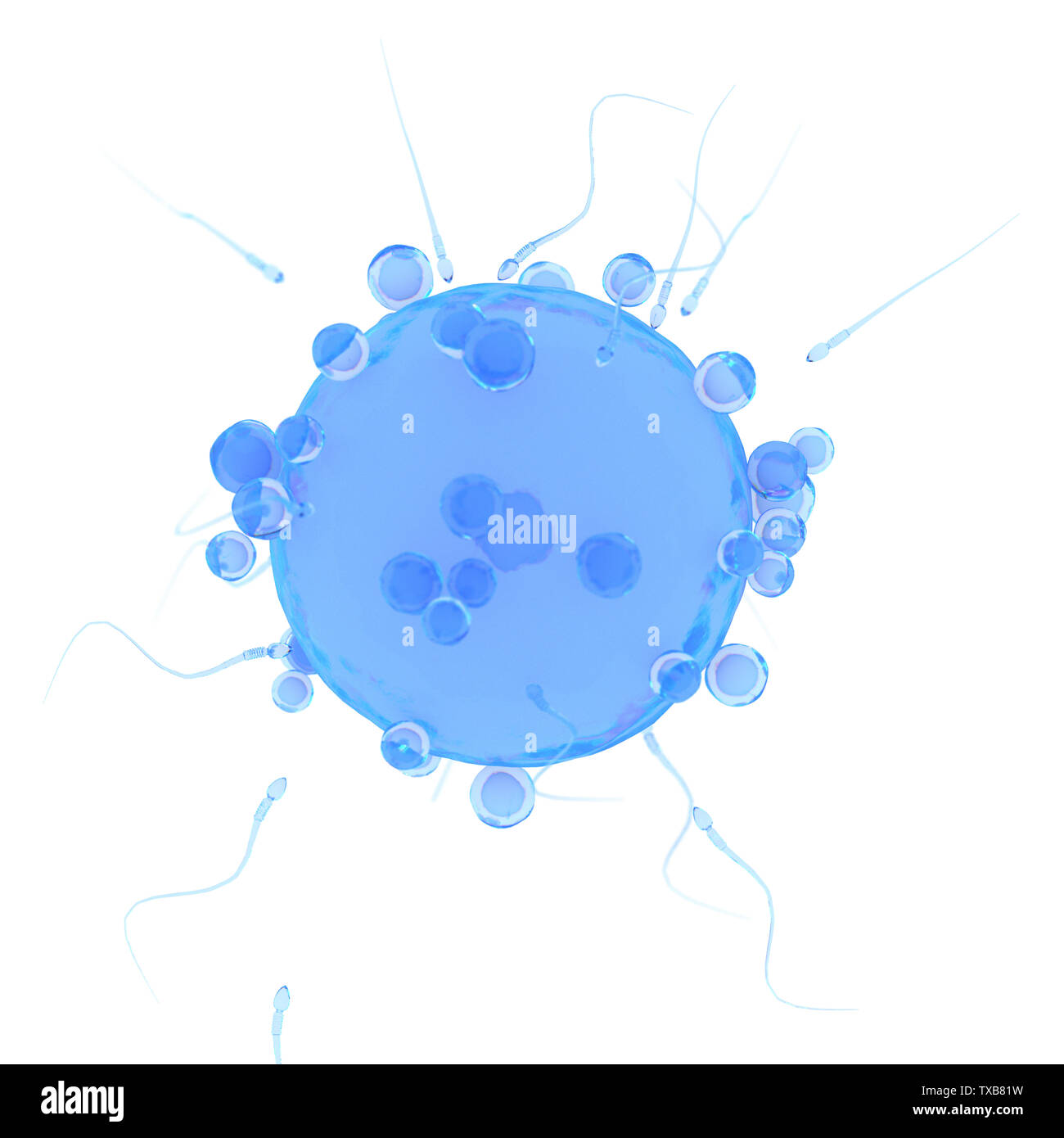 Human egg cell microscope hi-res stock photography and images - Alamy