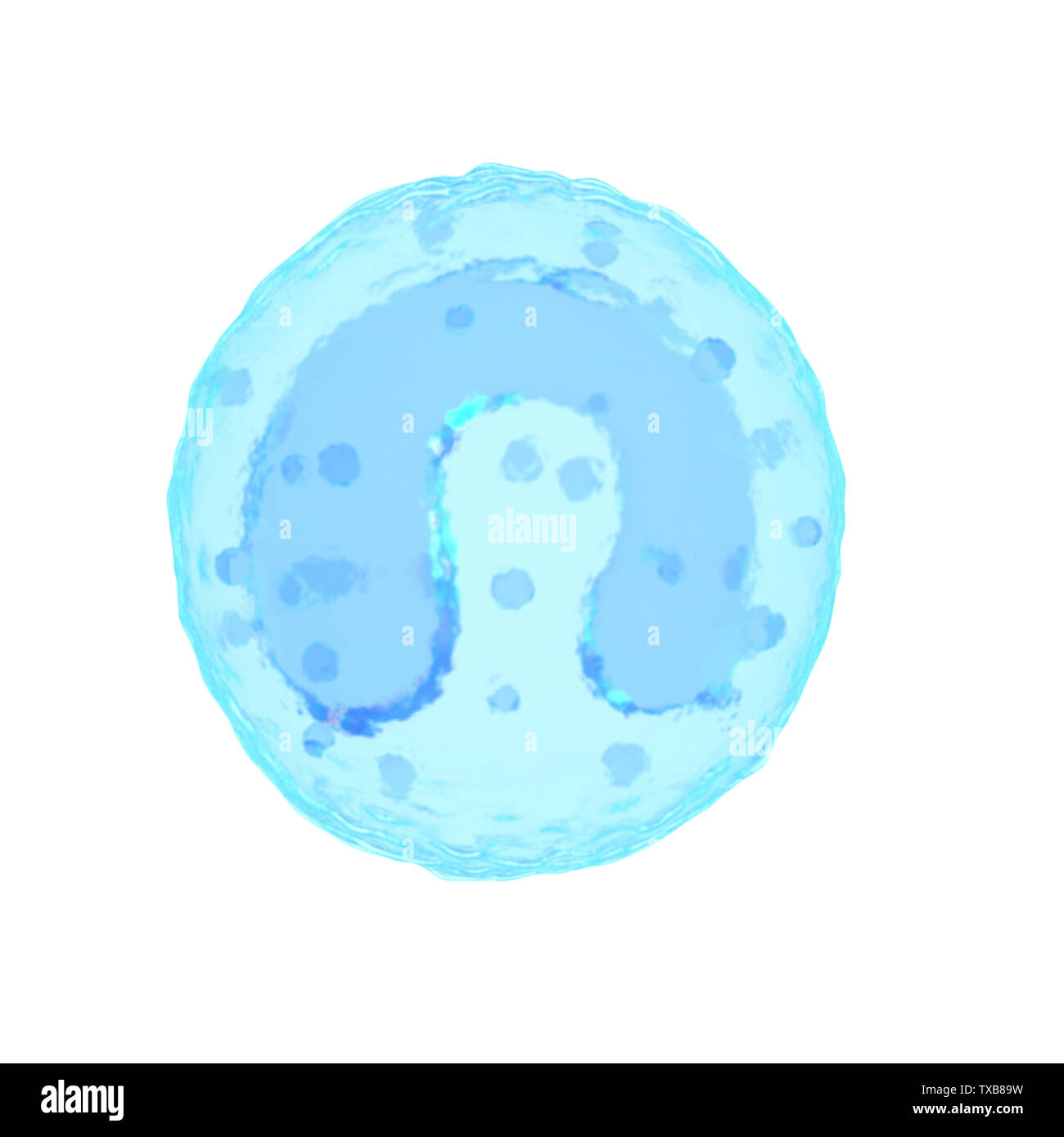 Leukocyte hi-res stock photography and images - Alamy