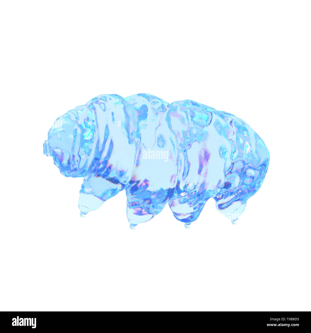 Micro water bear hi-res stock photography and images - Alamy