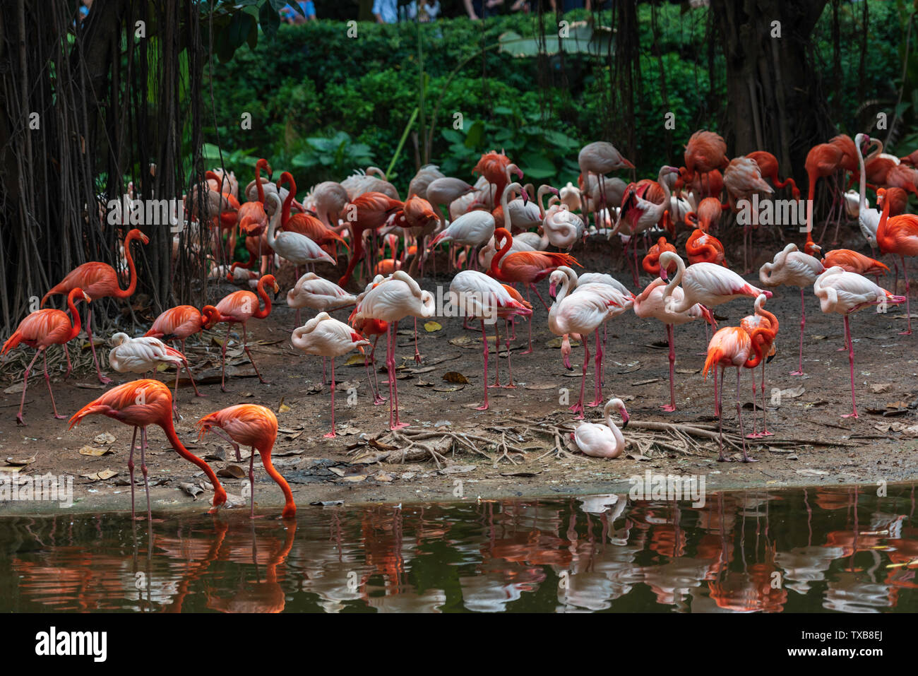 Changlong zoo hi-res stock photography and images - Alamy