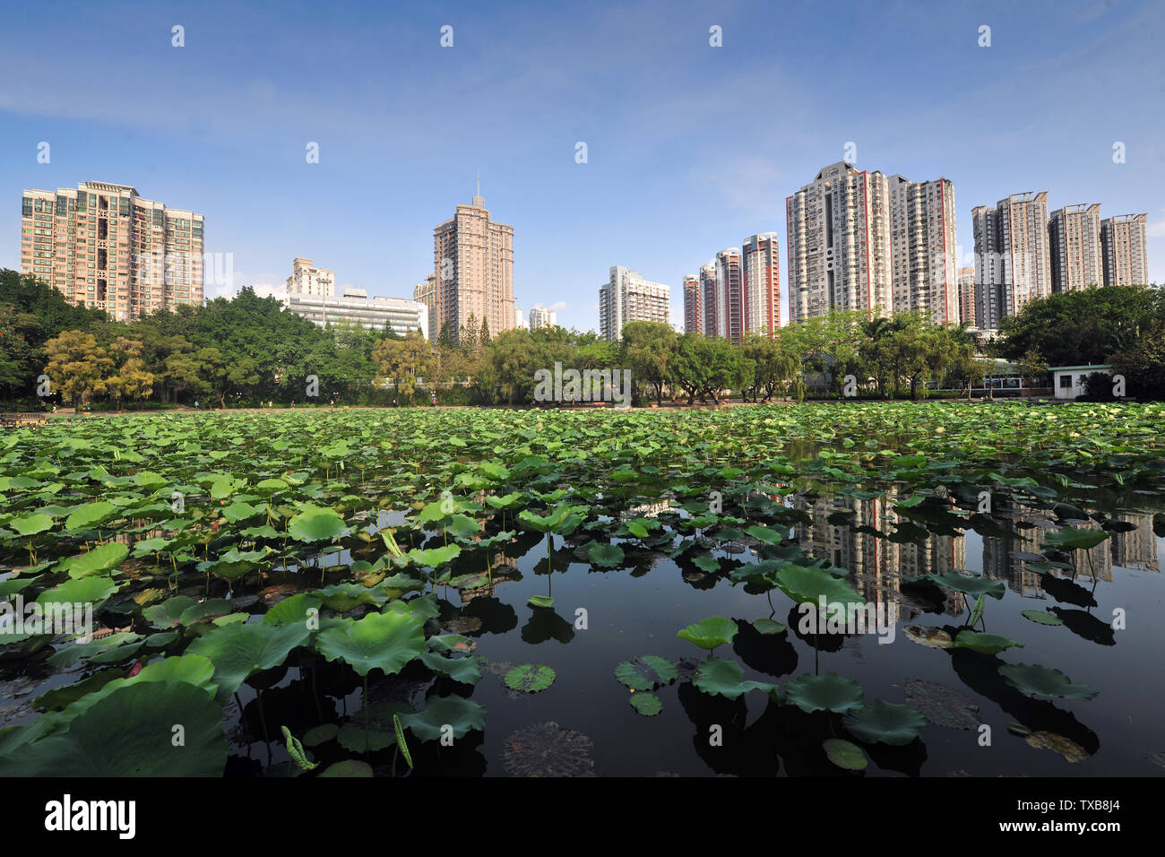 Honghu park hi-res stock photography and images - Alamy
