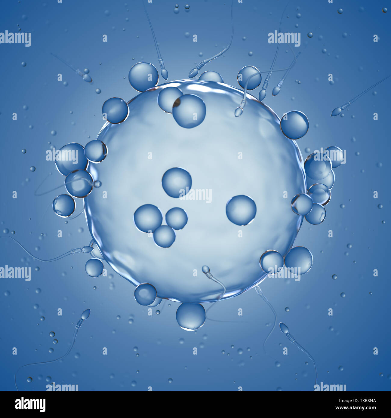 3d rendered illustration of a human egg cell Stock Photo - Alamy