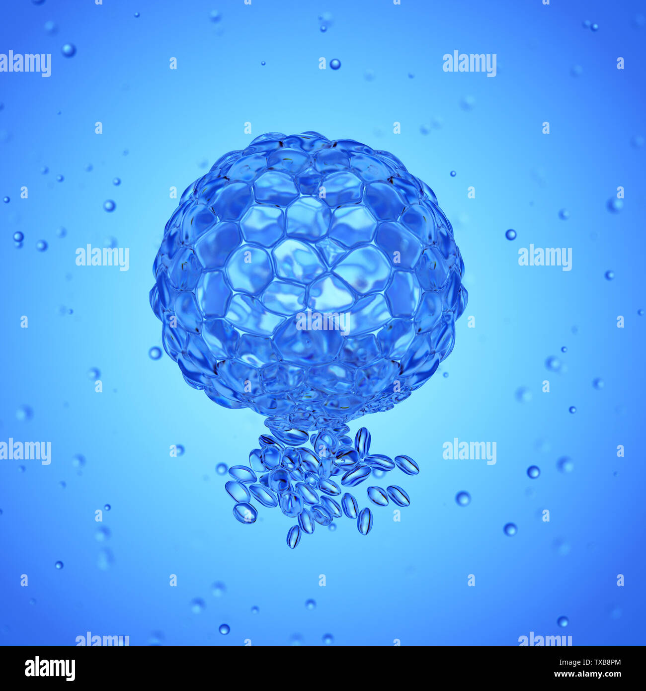 Blastocyst human hi-res stock photography and images - Alamy